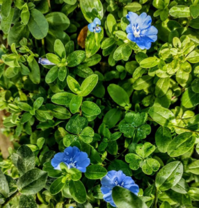 Top Blue Daze Flowering Plants Florida | Dwarf Morning Glory FL