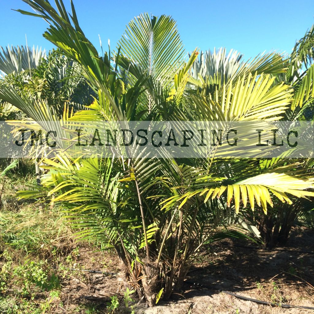 palm-trees-dwarf-sugar-palm-tree-arenga-engleri