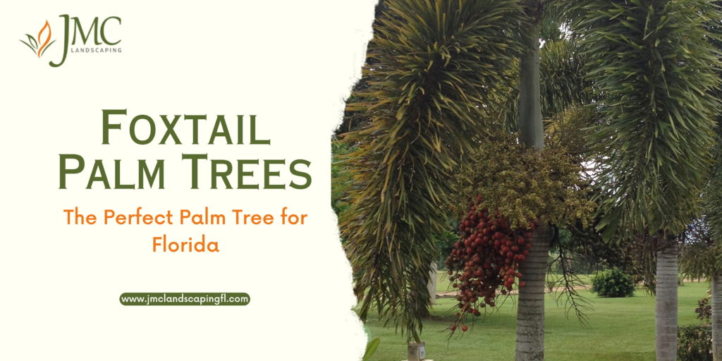 Foxtail Palm Trees: The Perfect Palm Tree for Florida