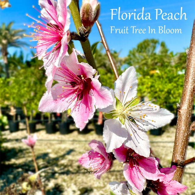 JMC Landscaping & Nursery in Florida | Plants & Flowering Photos